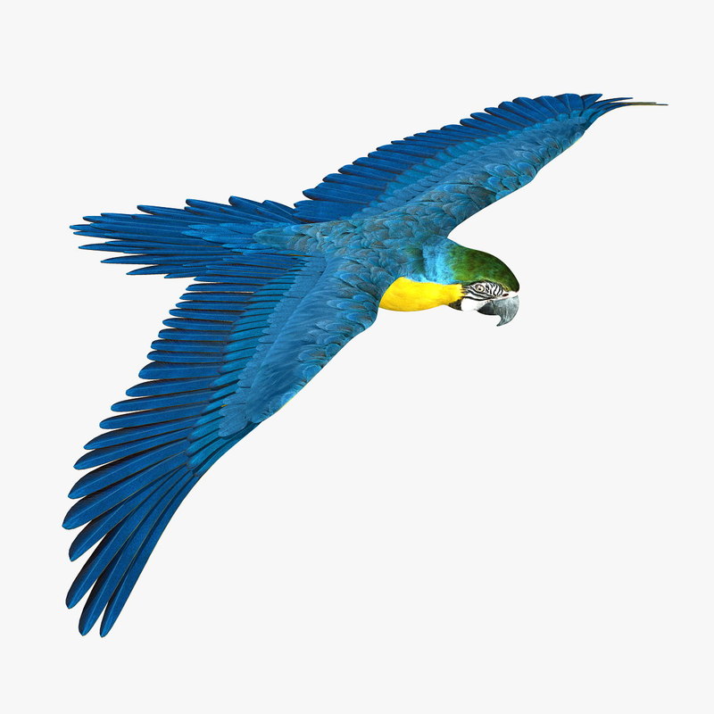 Buy MACAW (ANIMATED) 3D Models Online | Massimo Righi