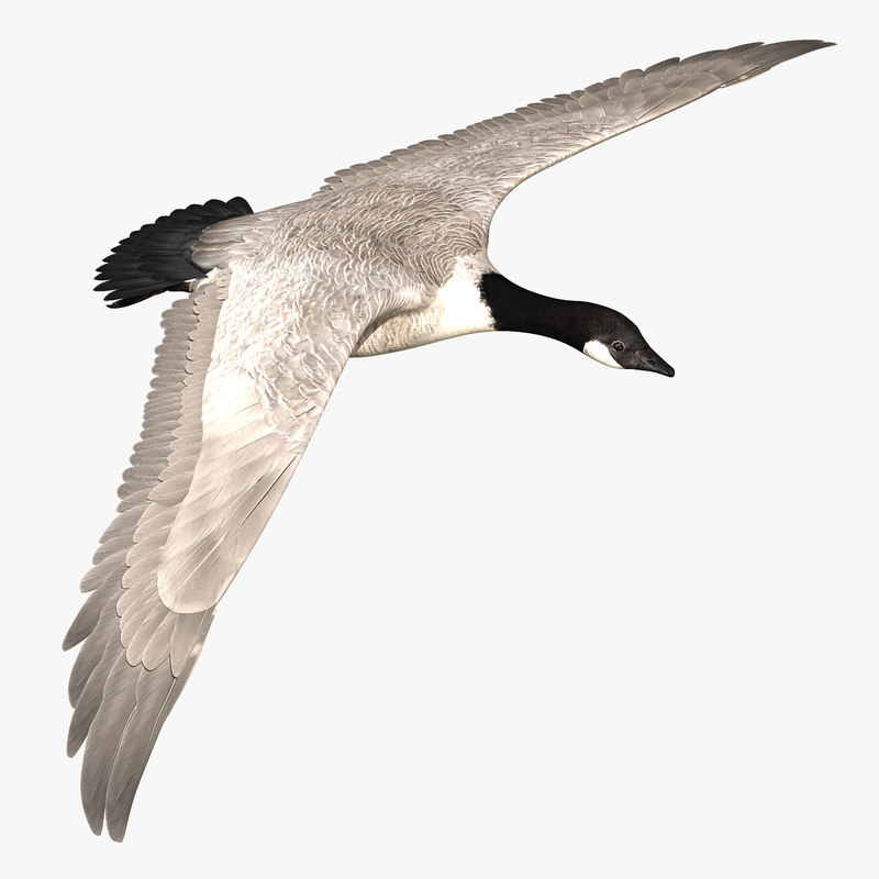Buy Birds Collection (ANIMATED) 3D Models Online | Massimo Righi
