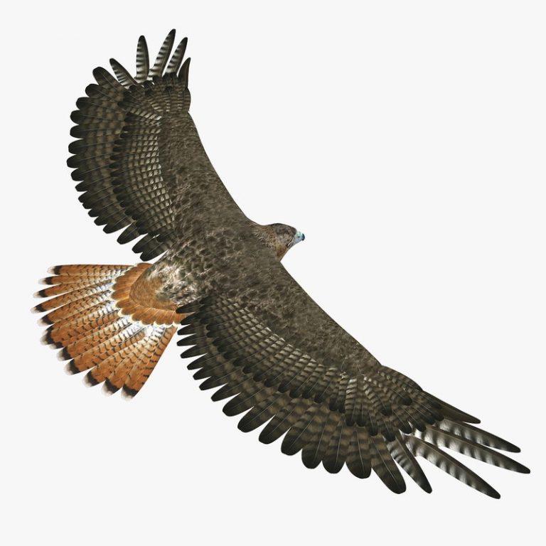 Buy HAWK (ANIMATED) 3D Models Online | Massimo Righi