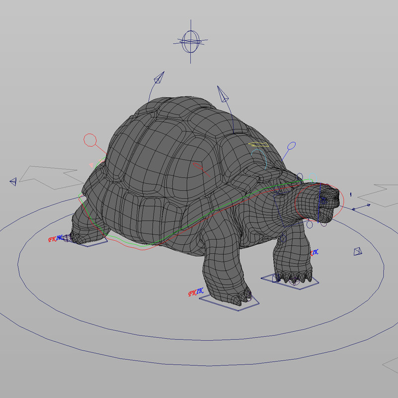 Buy TORTOISE (ANIMATED) 3D Models Online | Massimo Righi