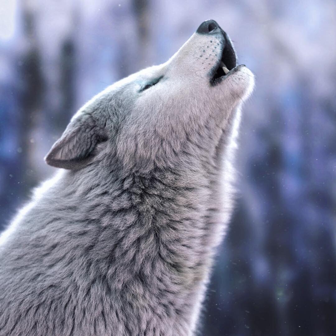 White Wolf Snarling