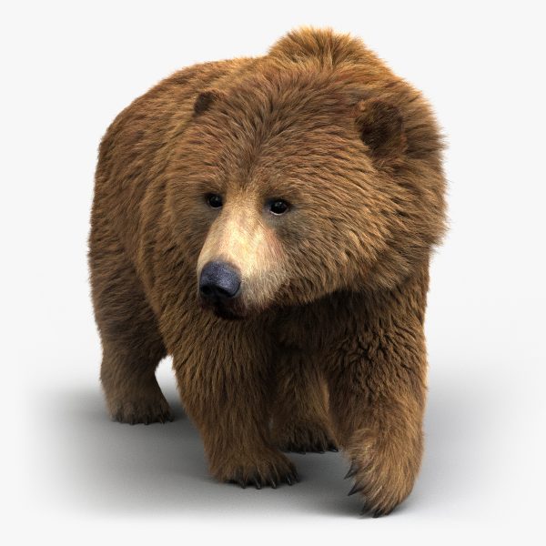 Buy BROWN BEAR (FUR) (ANIMATED) 3D Models Online