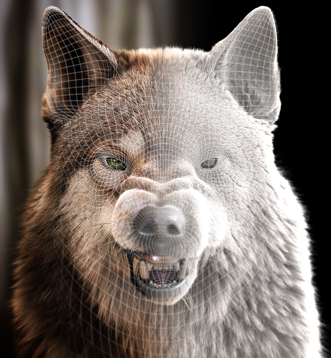 Wolf Front View