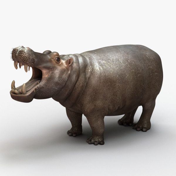 Buy HIPPOPOTAMUS (RIGGED) 3D Models Online | Massimo Righi Buy HIPPOPOTAMUS (RIGGED) 3D Models Online | Massimo Righi
