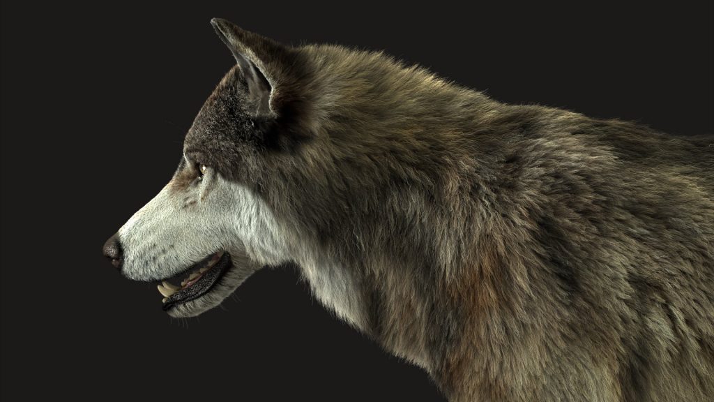 Buy Wolf (2) (FUR) (ANIMATED) 3D Models Online | Massimo Righi