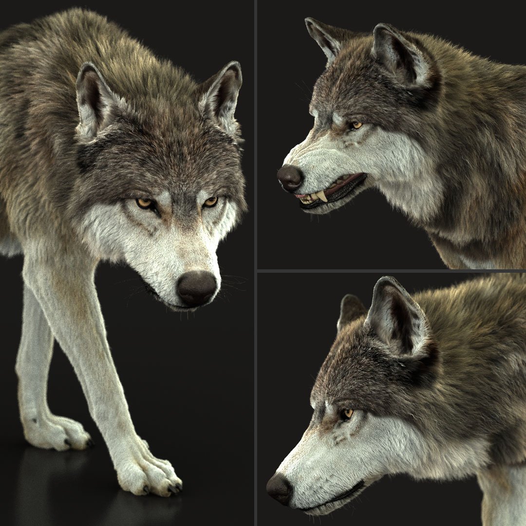 Buy Wolf (2) (FUR) (ANIMATED) 3D Models Online | Massimo Righi