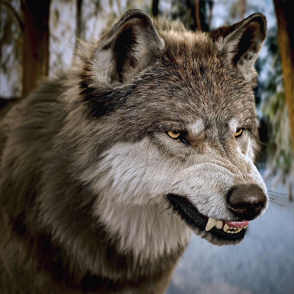 New wolf render - Massimo Righi