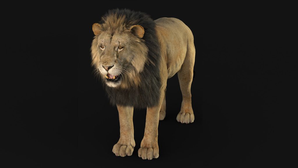 Buy Lion (RIGGED) RedShift Version - 3D Models Online | Massimo Righi