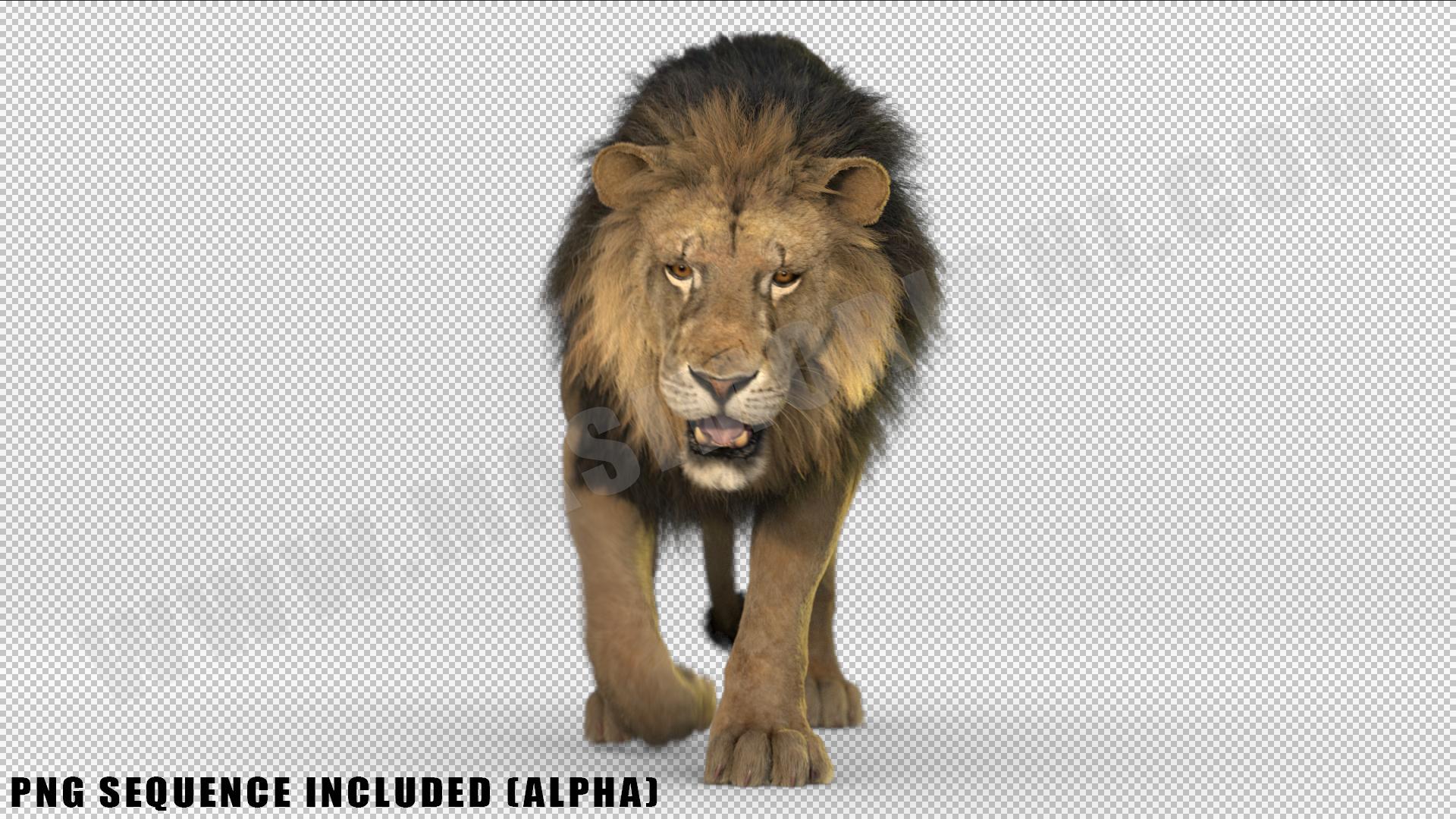 Buy Footage Lion (front) walk+grin 3D Models Online | Massimo Righi