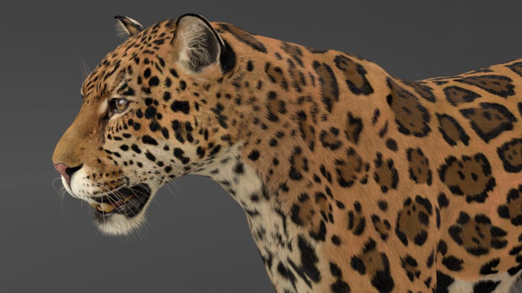 Jaguar (FUR) (RIGGED) (Maya2018 - Shave and a Haircut) - Massimo Righi