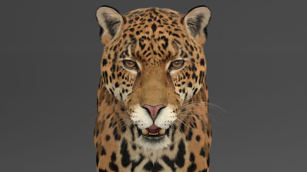 Jaguar (FUR) (ANIMATED) (Maya2018 - Shave and a Haircut) - Massimo Righi