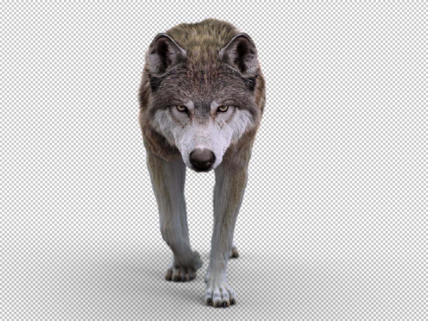Buy Footage Wolf (front) walk 3D Models Online | Massimo Righi