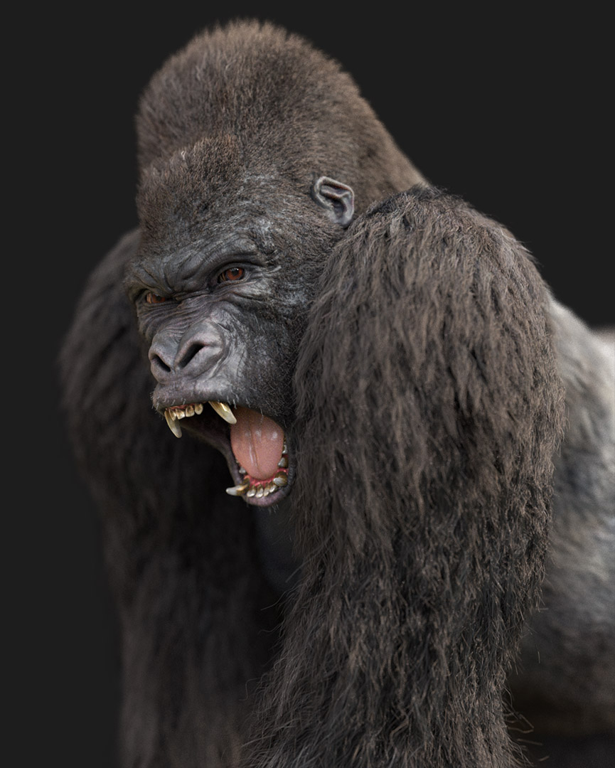Gorilla (RIG + animations) - Massimo Righi