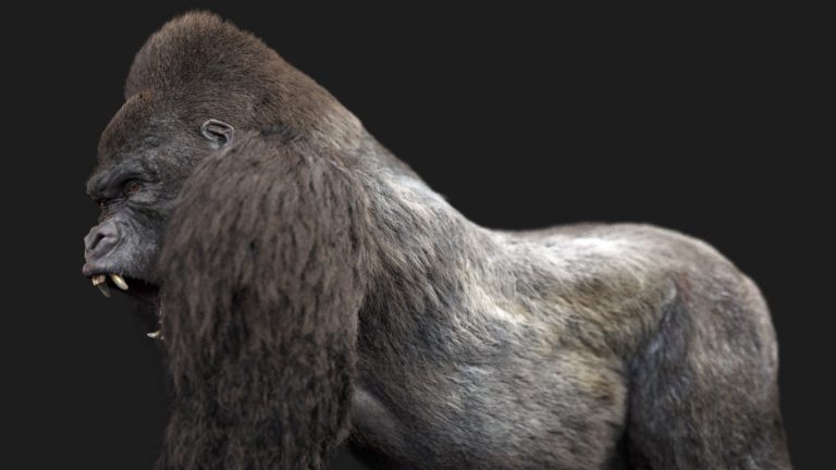 Buy Gorilla (RIG) Online | 3D Models Online | Massimorighi.com