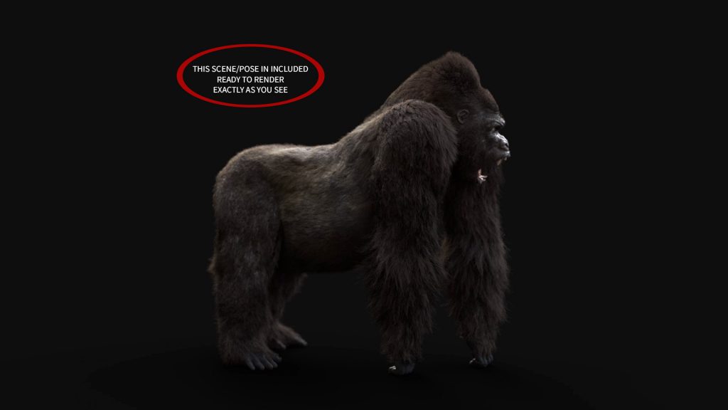 Buy Gorilla (RIG) Online | 3D Models Online | Massimorighi.com