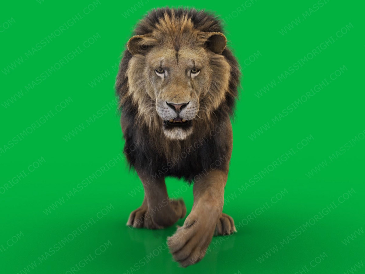 Buy Footage Lion (Front) run 3D Models Online | Massimo Righi