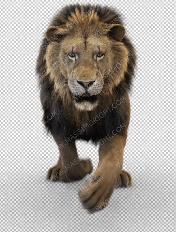 Buy Footage Lion (Front) run 3D Models Online | Massimo Righi