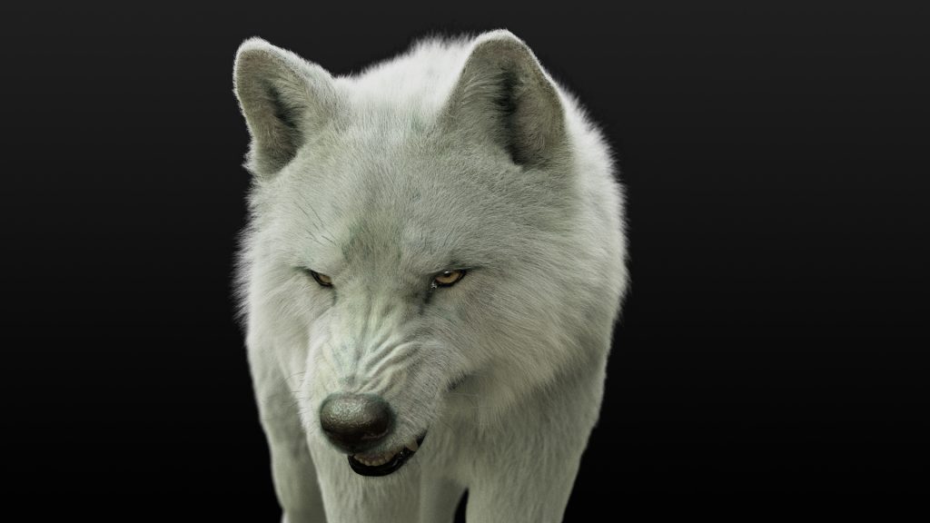 Wolf 3D Models for Download | Arctic Wolf 3D Models Online