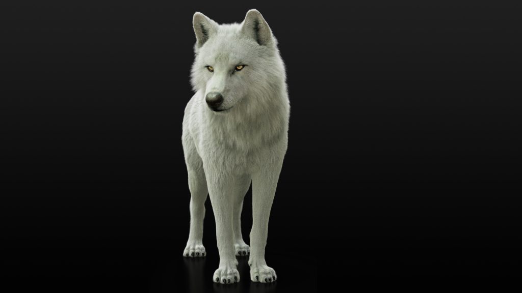 Wolf 3D Models for Download | Arctic Wolf 3D Models Online