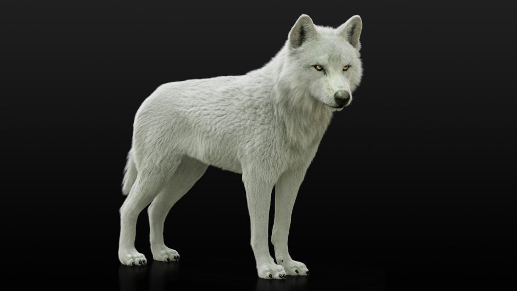 Wolf 3D Models for Download | Arctic Wolf 3D Models Online
