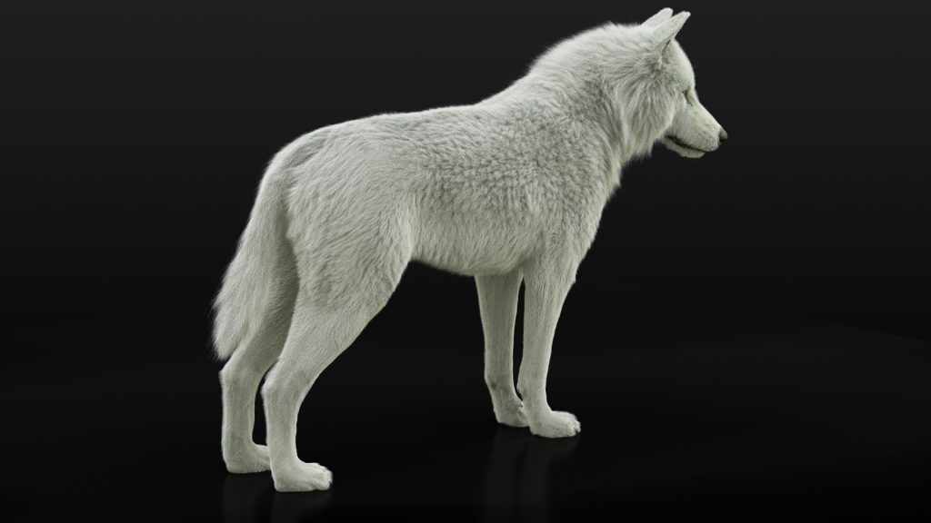 Wolf 3D Models for Download | Arctic Wolf 3D Models Online