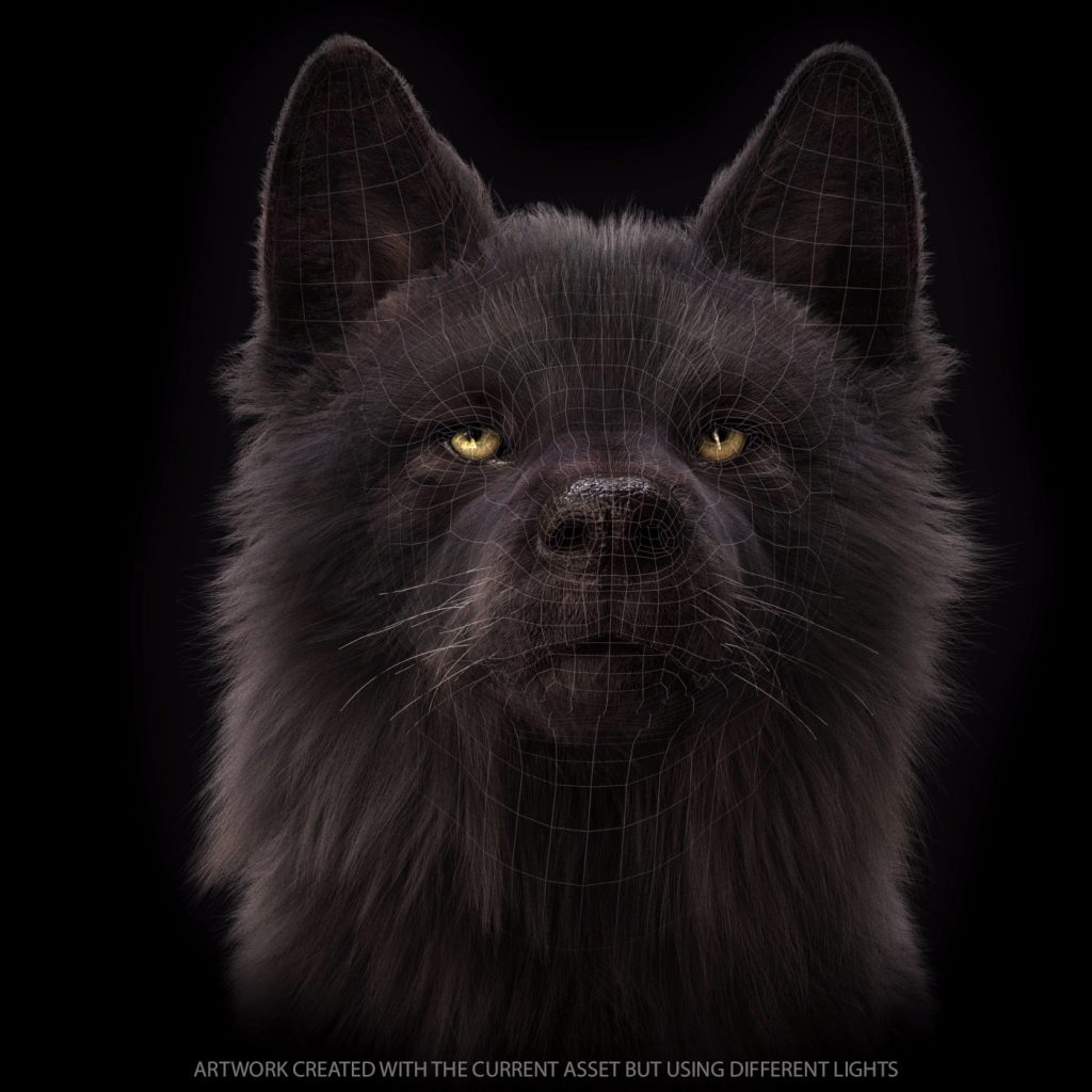 Buy Black Wolf (RIGGED) (XGEN) 3D Models Online | Massimo Righi