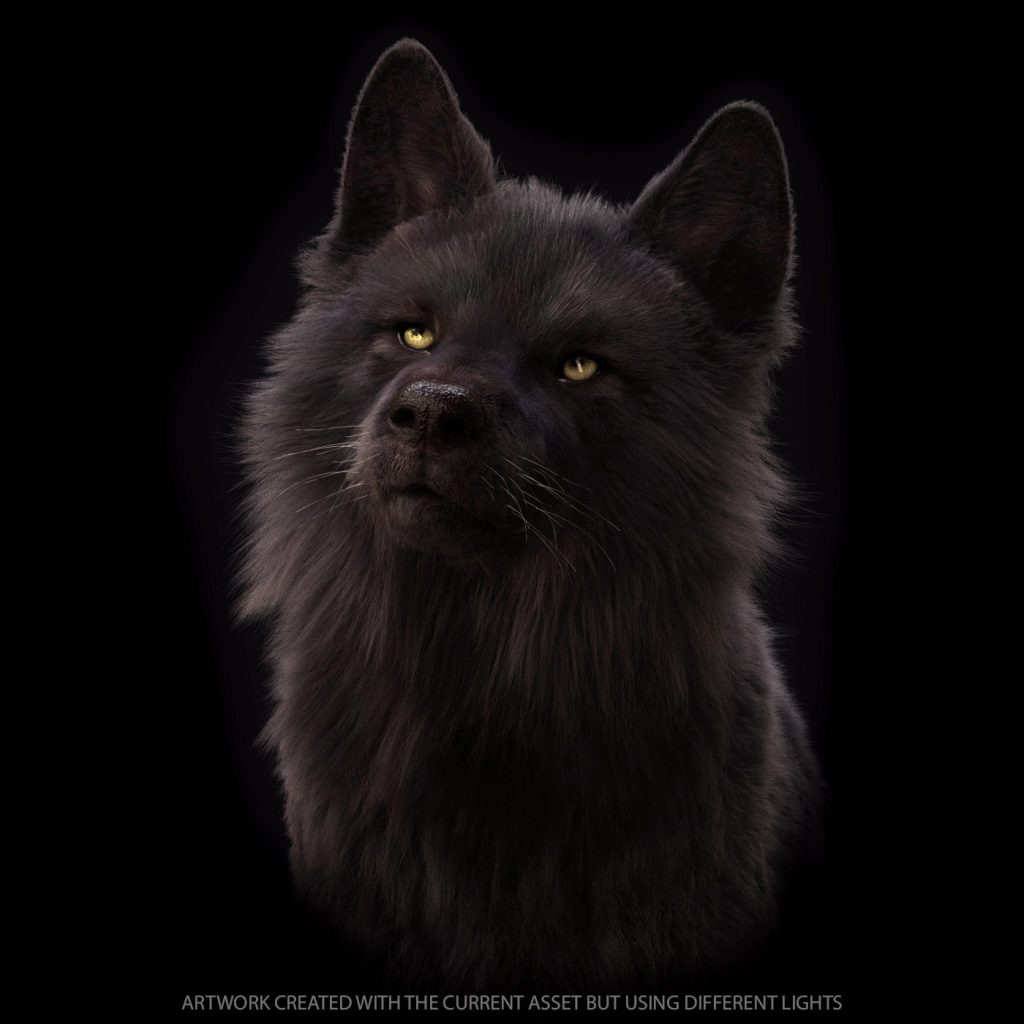 Buy Black Wolf (RIGGED) (XGEN) 3D Models Online | Massimo Righi