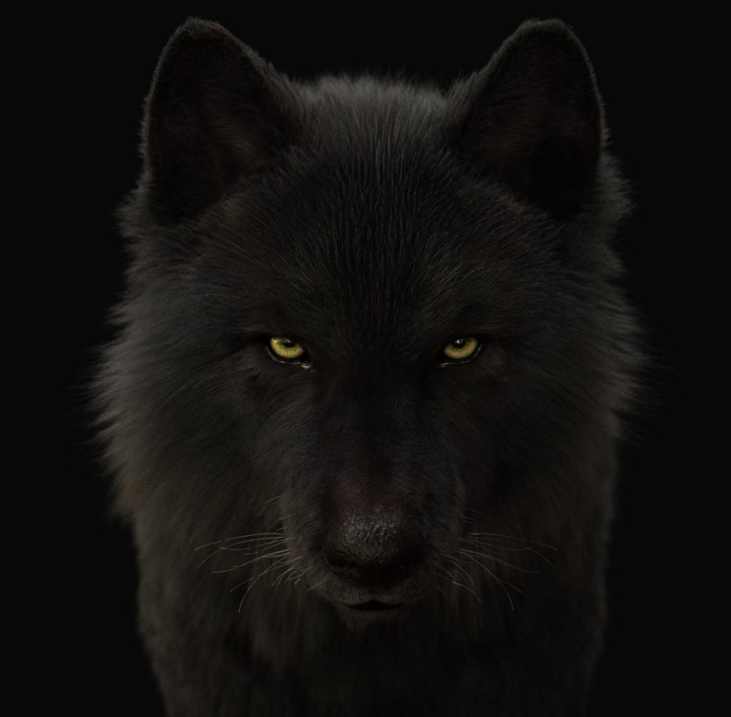 Buy Wolves Pack (RIGGED) (XGEN) 3D Models Online | Massimo Righi