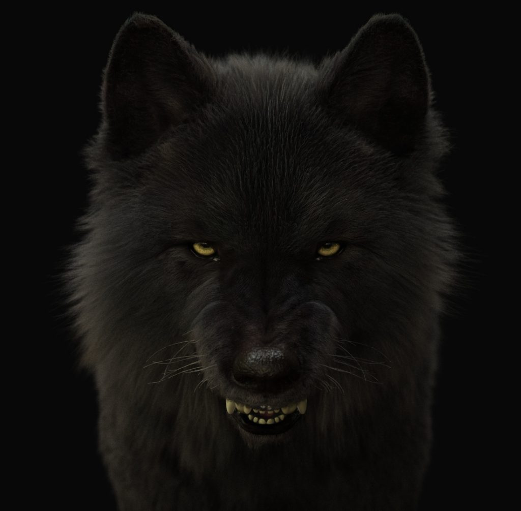 Buy Wolves Pack (RIGGED) (XGEN) 3D Models Online | Massimo Righi