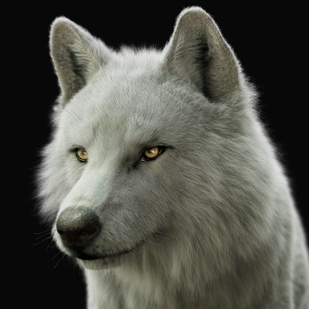 Wolf 3D Models for Download | Arctic Wolf 3D Models Online