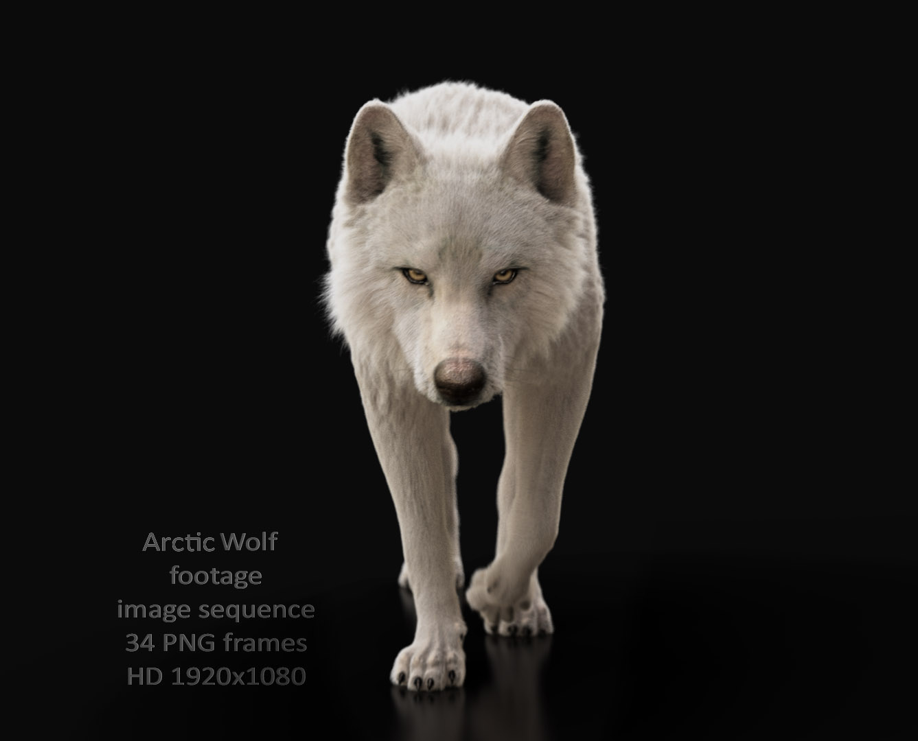 Buy Footage Arctic Wolf (front) walk 3D Models Online | Massimo Righi
