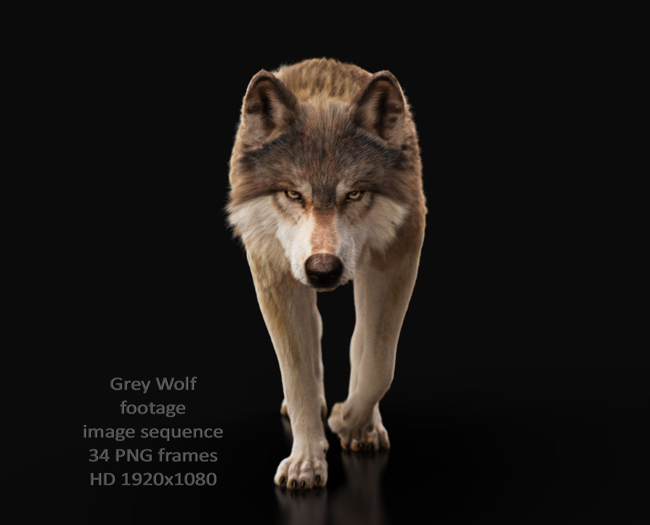 Buy Footage Wolf (2) (front) walk 3D Models Online | Massimo Righi