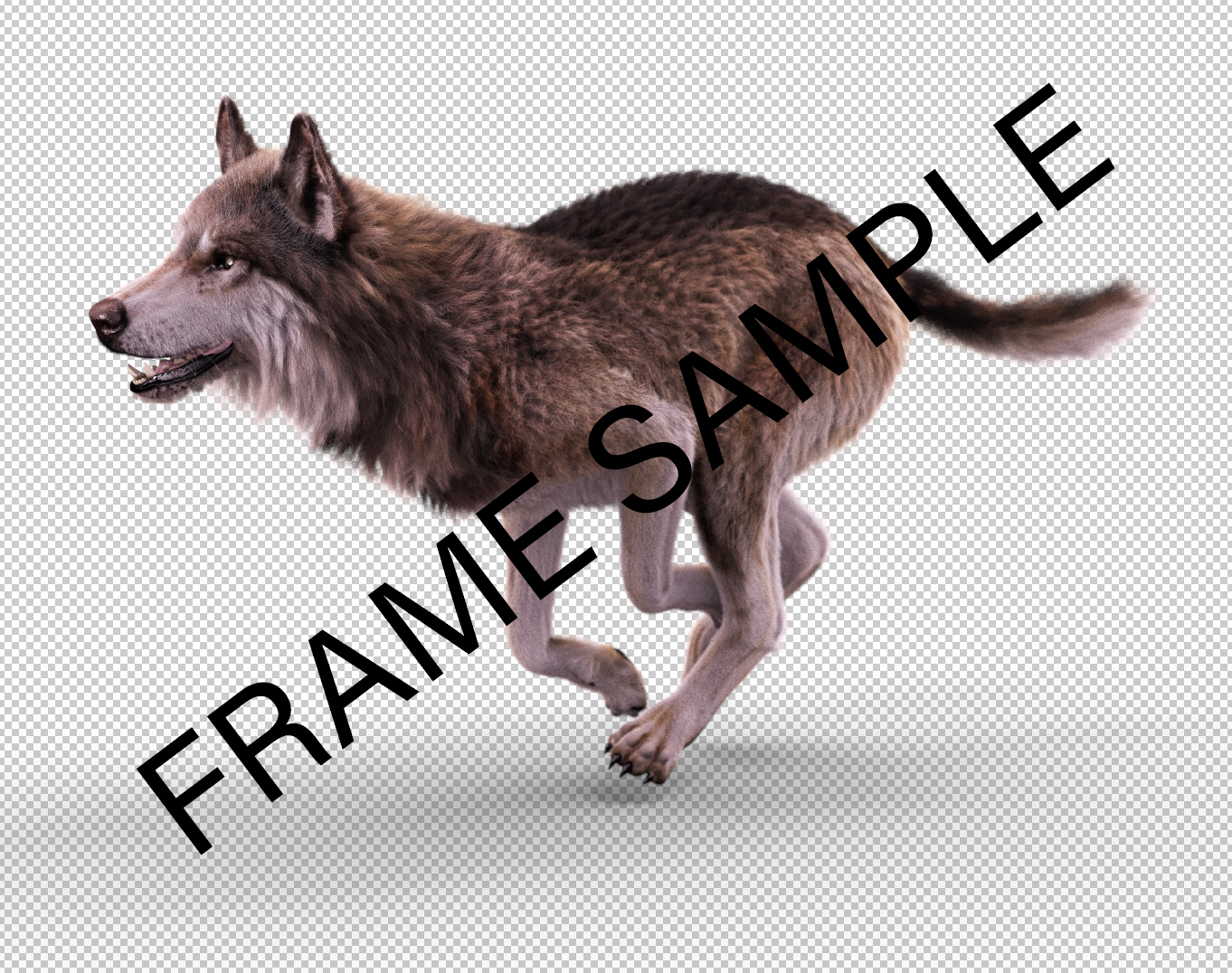 Buy Footage Wolf (side) run- 3D Models Online | Massimo Righi