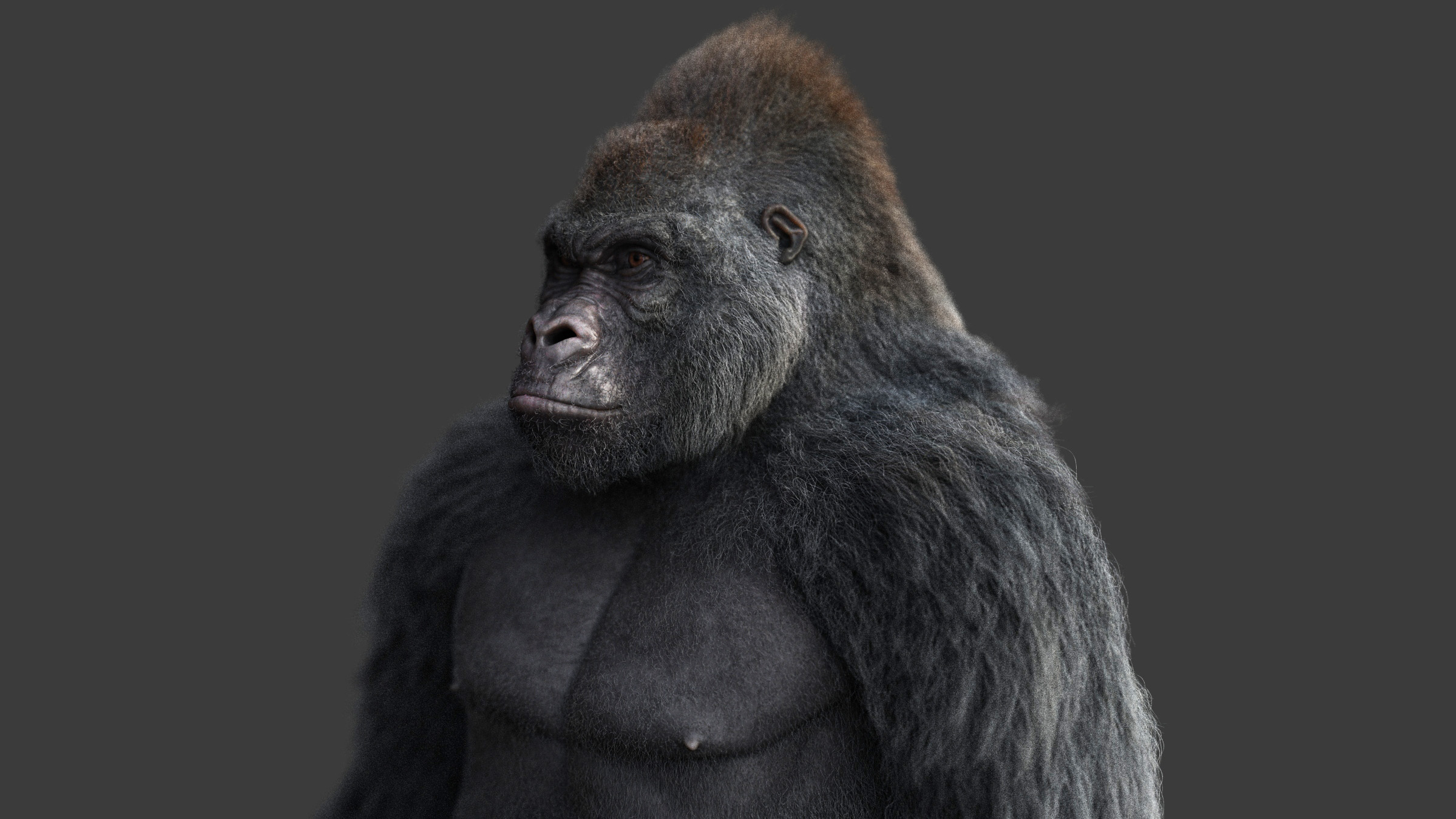 Buy Gorilla (RIG) (XGEN-CORE) Online | Massimorighi.com