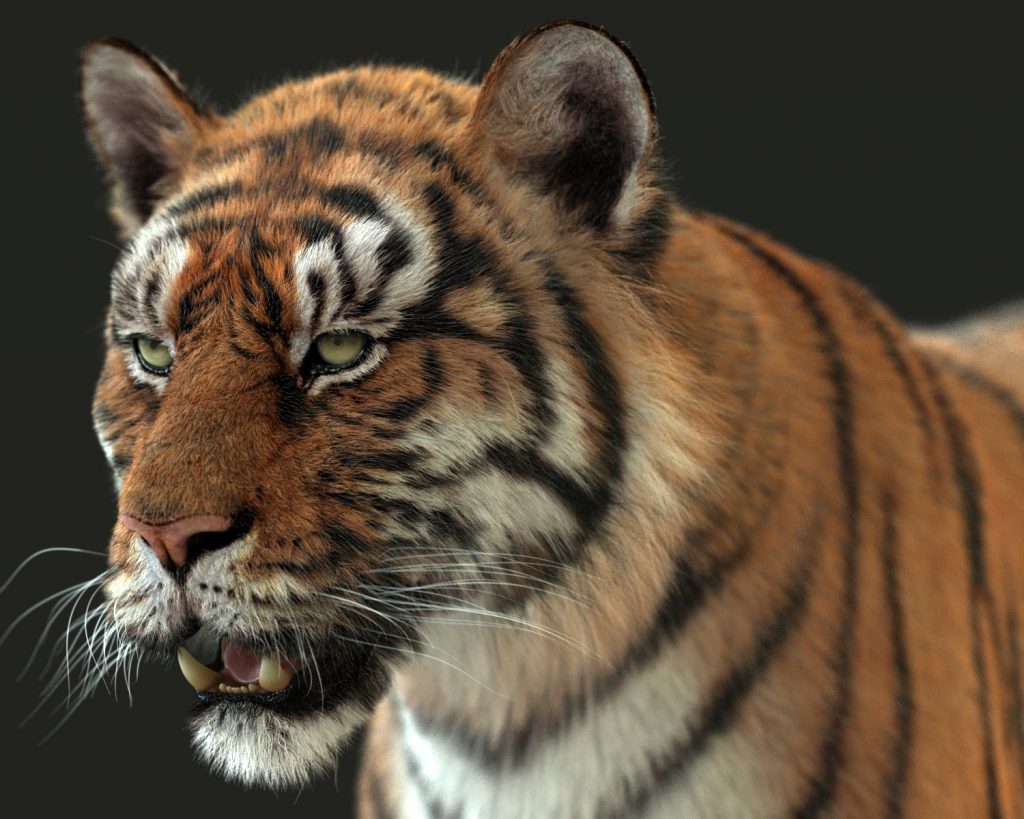 Buy Bengal Tiger Animated (Xgen-core) Online | Massimorighi.com