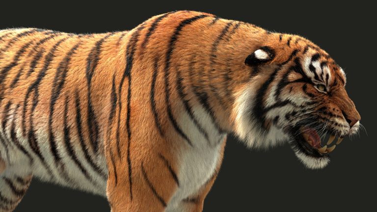 Buy Bengal Tiger Rigged (Xgen-core) Online | Massimorighi.com