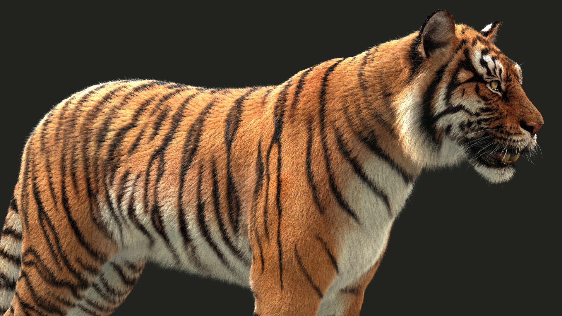 Buy Bengal Tiger Rigged (Xgen-core) Online | Massimorighi.com
