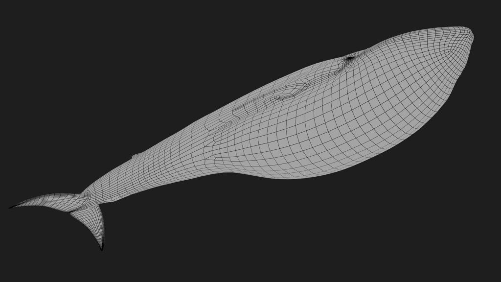 Buy Blue Whale 3D Model Online | Massimorighi.com