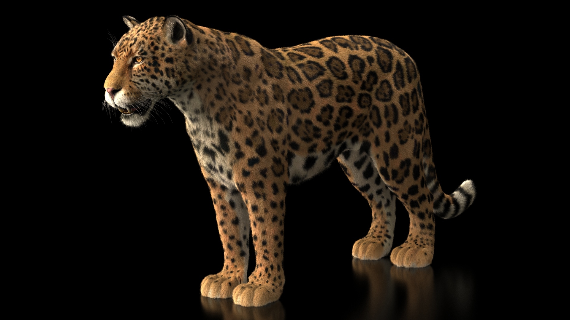 Jaguar ANIMATED (Xgen-core) Online | Massimo Righi 3D Models