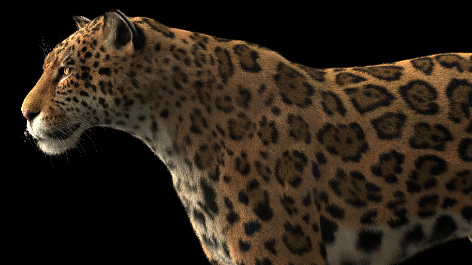 Jaguar ANIMATED (Xgen-core) Online | Massimo Righi 3D Models