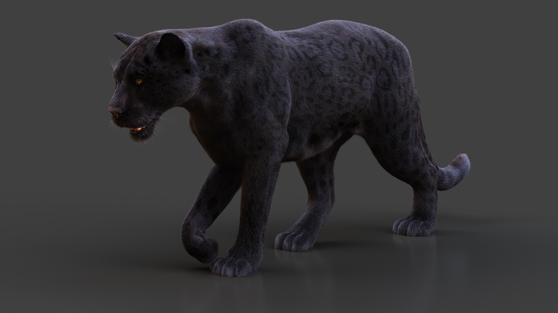 Black Jaguar ANIMATED (Xgen-core) Online | Massimo Righi 3D Models