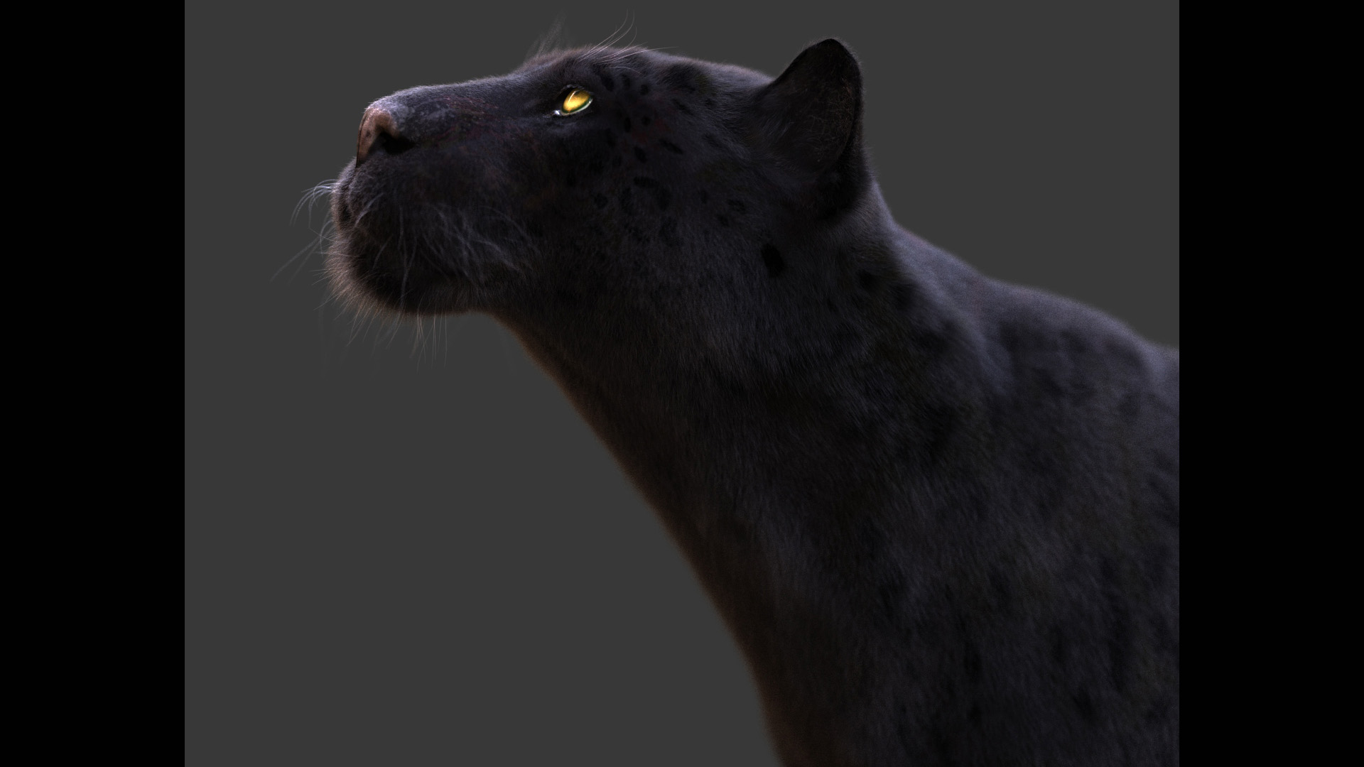 Black Jaguar ANIMATED (Xgen-core) Online | Massimo Righi 3D Models