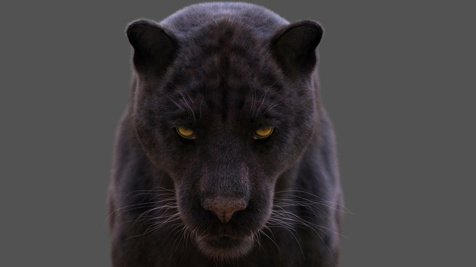 Black Jaguar ANIMATED (Xgen-core) Online | Massimo Righi 3D Models