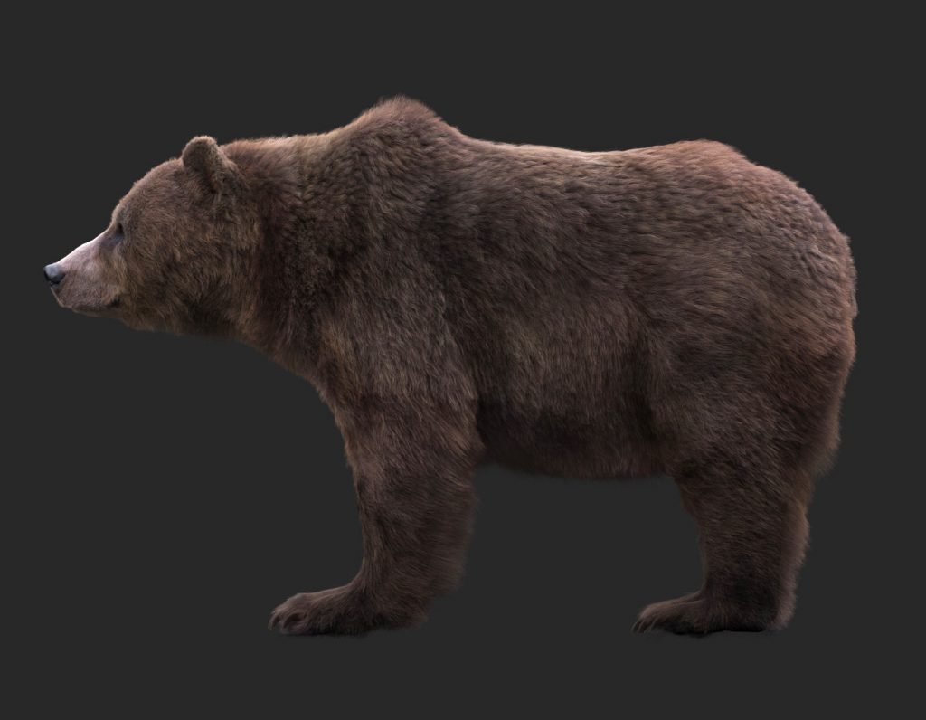 Bear (xgen-core) 3D Models | Animal 3d Models