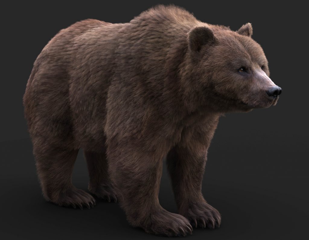 Bear RIG (xgen-core) Online | Massimo Righi 3D Models