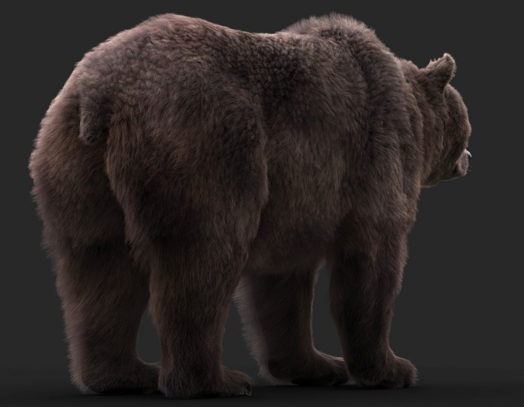 Bear (xgen-core) 3D Models | Animal 3d Models