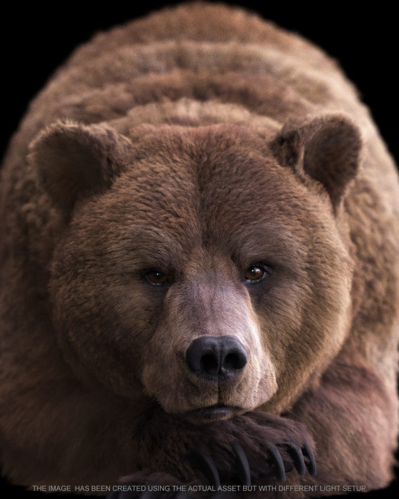 Bear (xgen-core) 3D Models | Animal 3d Models