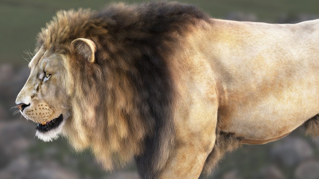 Lion (RIG) (XGEN-CORE) Online | 3D Models Online | Massimo Righi