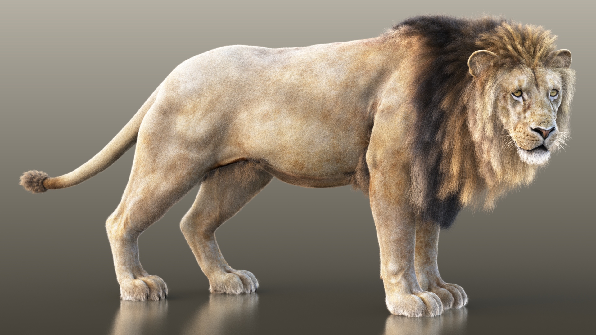 Lion (RIG) (XGEN-CORE) Online | 3D Models Online | Massimo Righi