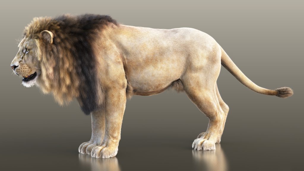 Lion (RIG) (XGEN-CORE) Online | 3D Models Online | Massimo Righi